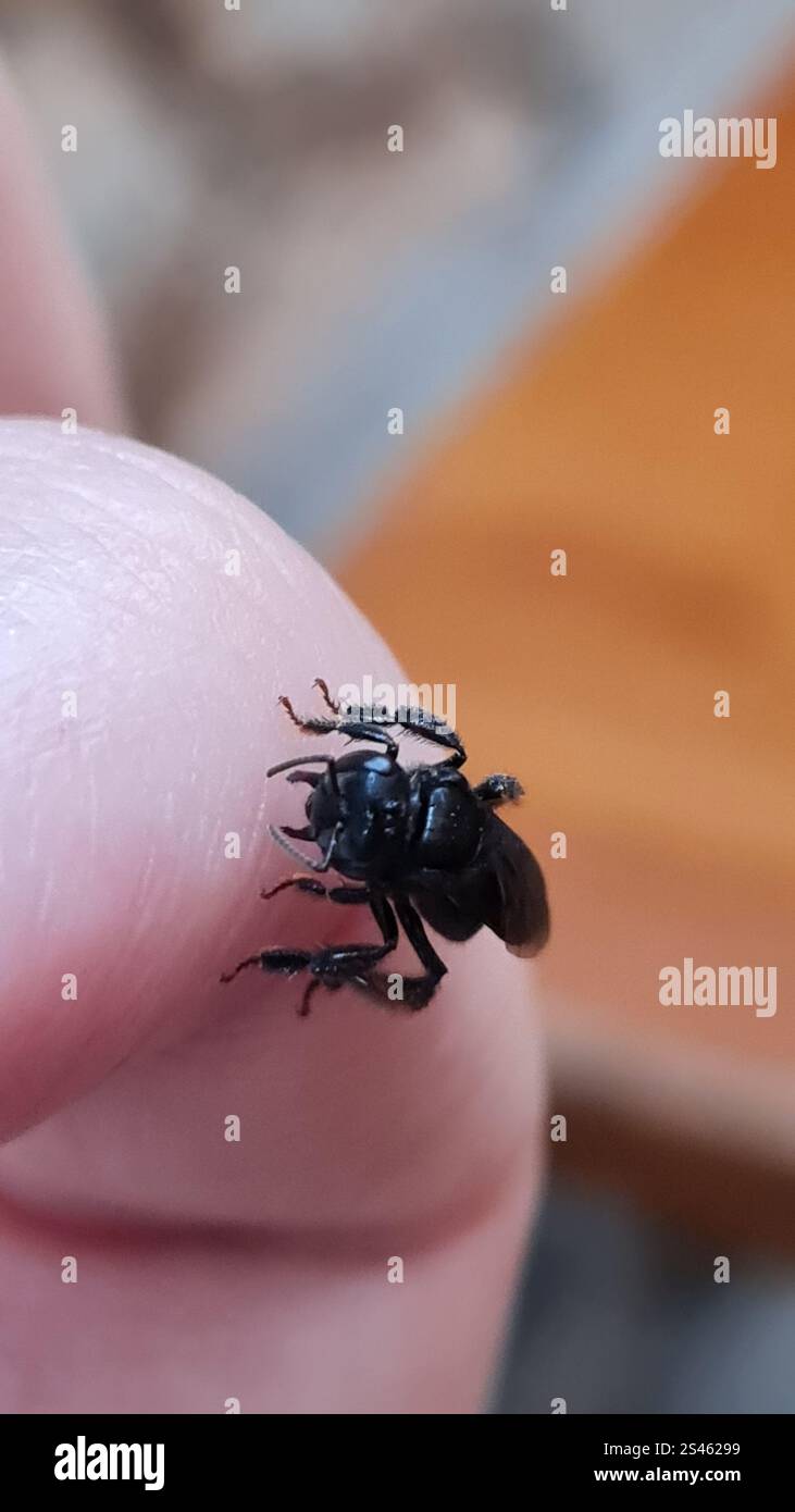 Spiny-legged Stingless bee (Trigona spinipes Stock Photo - Alamy