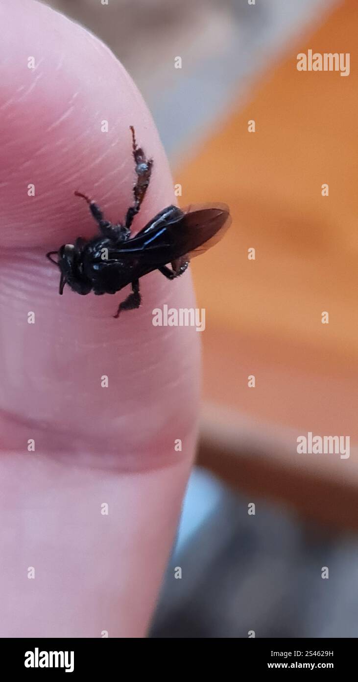 Spiny-legged Stingless bee (Trigona spinipes Stock Photo - Alamy