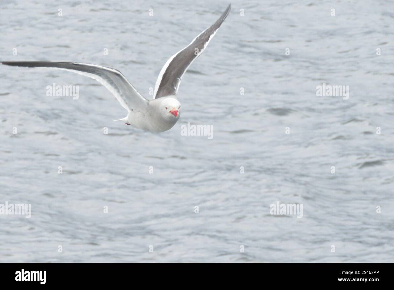 Dolphin Gull (Leucophaeus scoresbii Stock Photo - Alamy