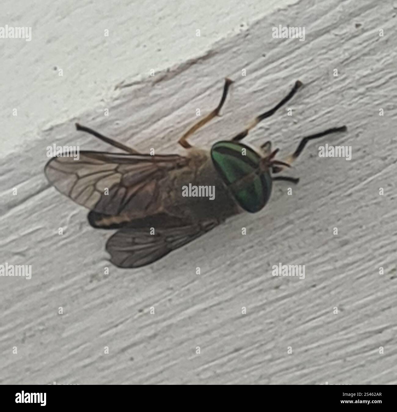Horse and Deer Flies (Tabanidae Stock Photo - Alamy