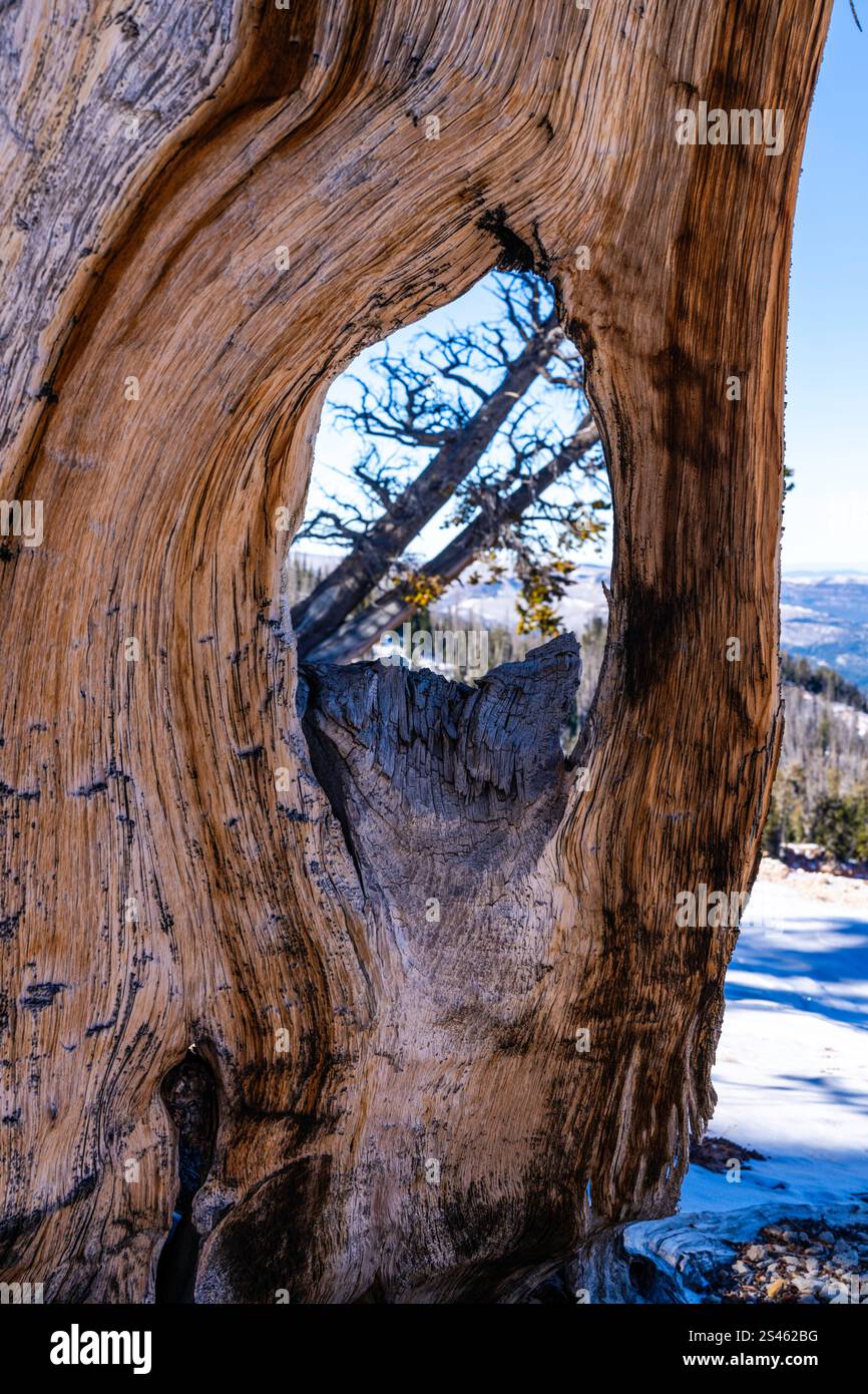 Photograph of Western Bristlecone Pine (Pinus longaeva) near Spectra ...