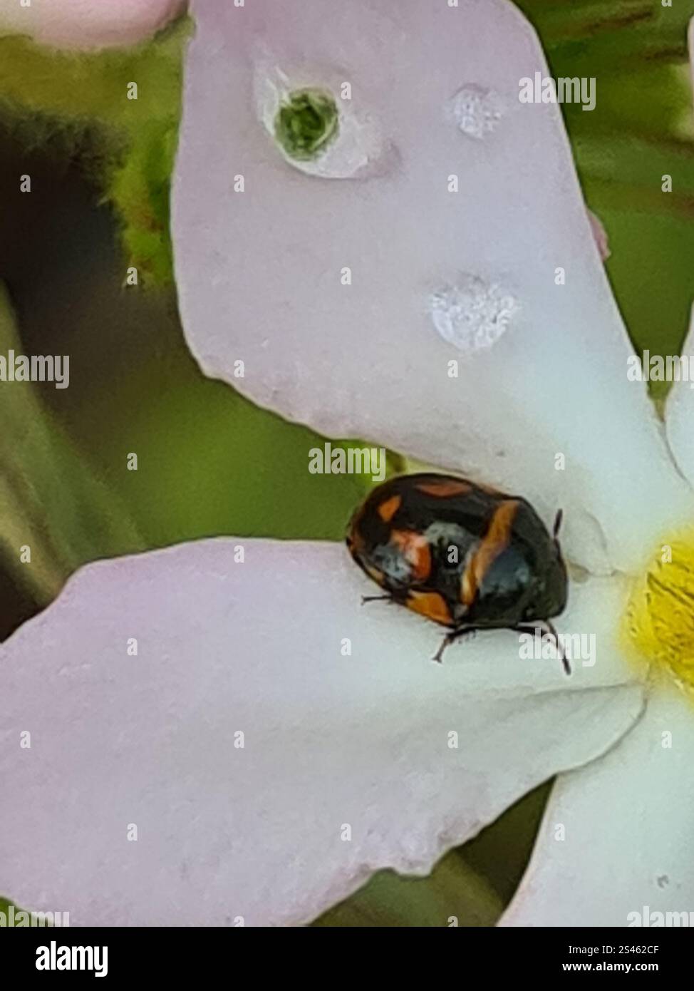 Water, Rove, Scarab, Long-horned, Leaf, and Snout Beetles (Polyphaga ...