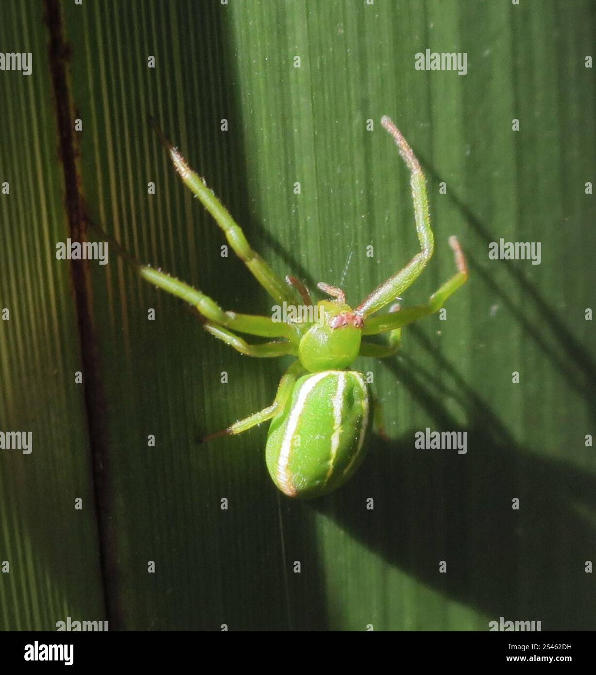 Flower Spiders (Diaea Stock Photo - Alamy