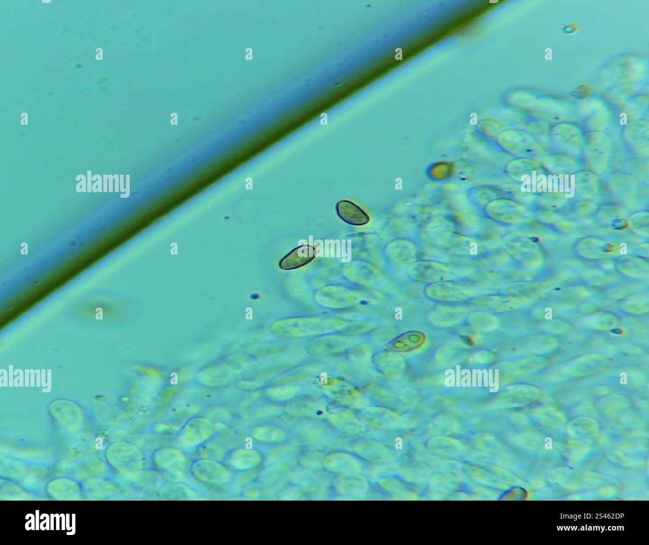 Smoky Roundhead (Stropharia inuncta Stock Photo - Alamy