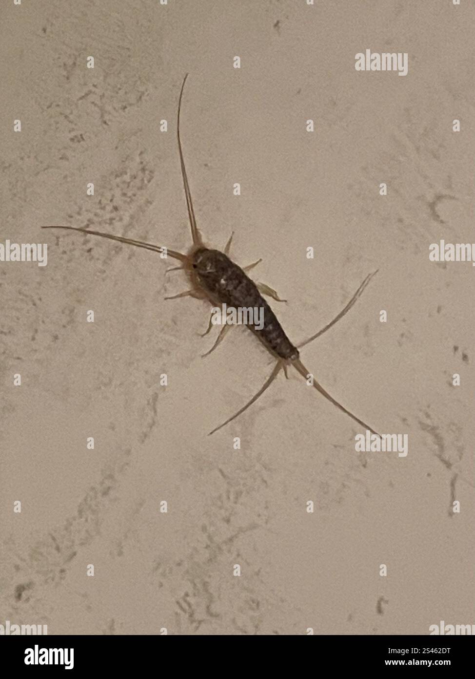 Long-tailed Silverfish (Ctenolepisma longicaudatum Stock Photo - Alamy