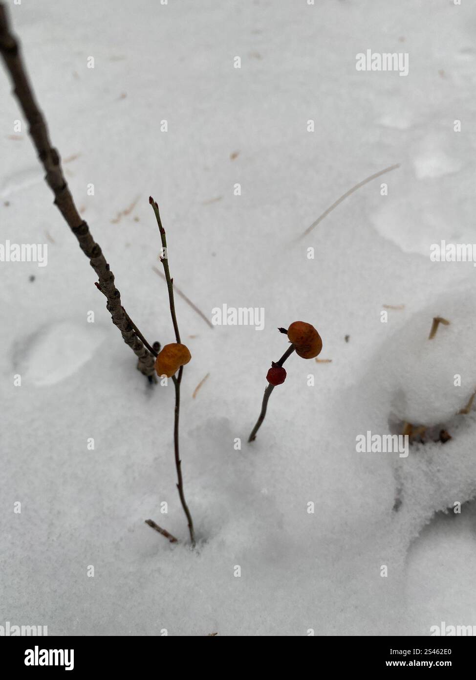 Blueberry Stem Gall Wasp (Hemadas nubilipennis Stock Photo - Alamy