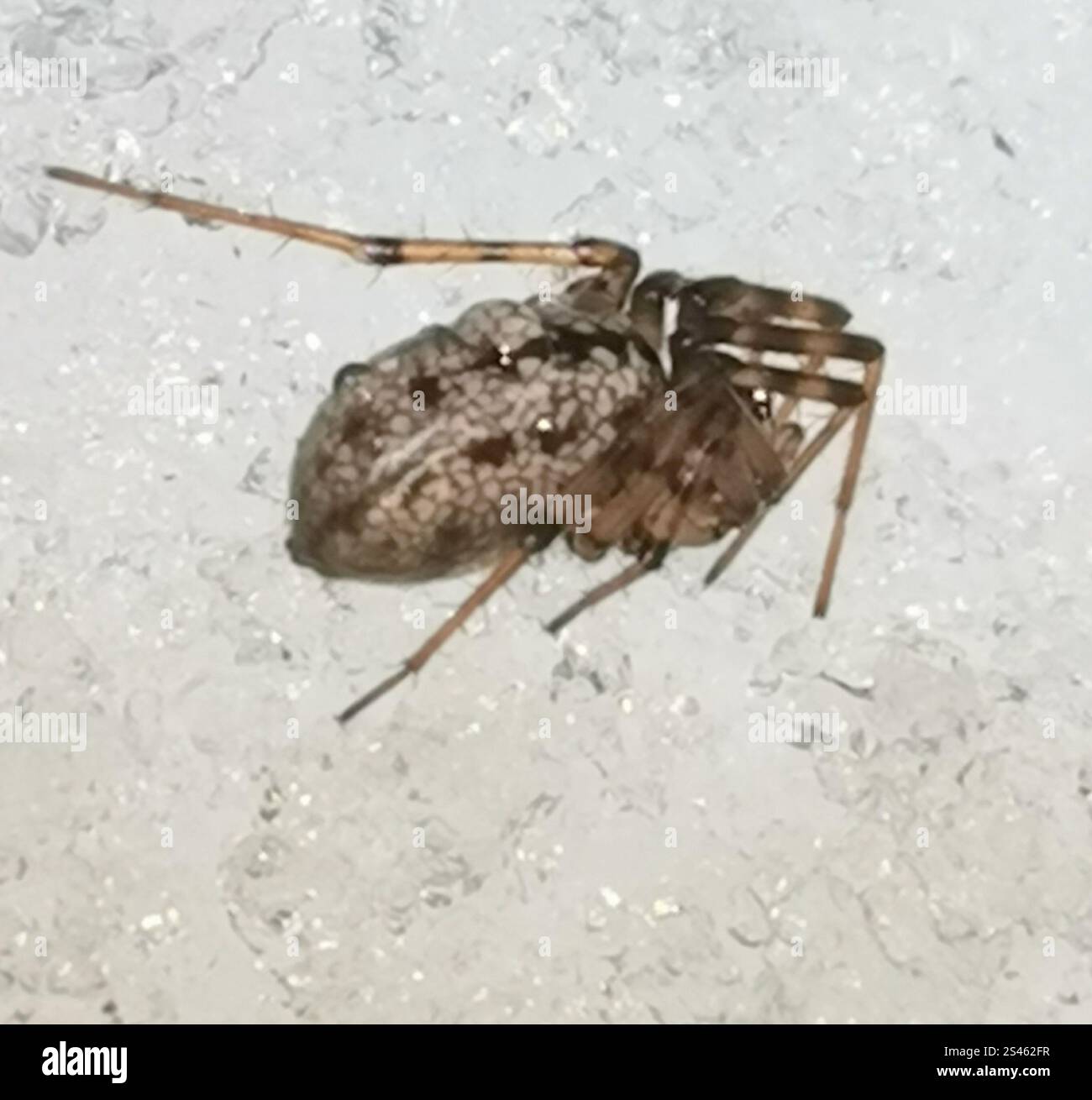 Horse-Head Spider (Stemonyphantes lineatus Stock Photo - Alamy