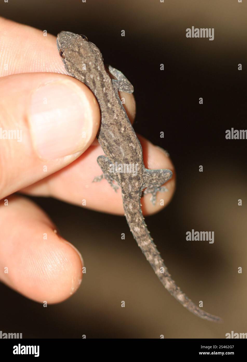 Asian House Gecko (Hemidactylus frenatus Stock Photo - Alamy