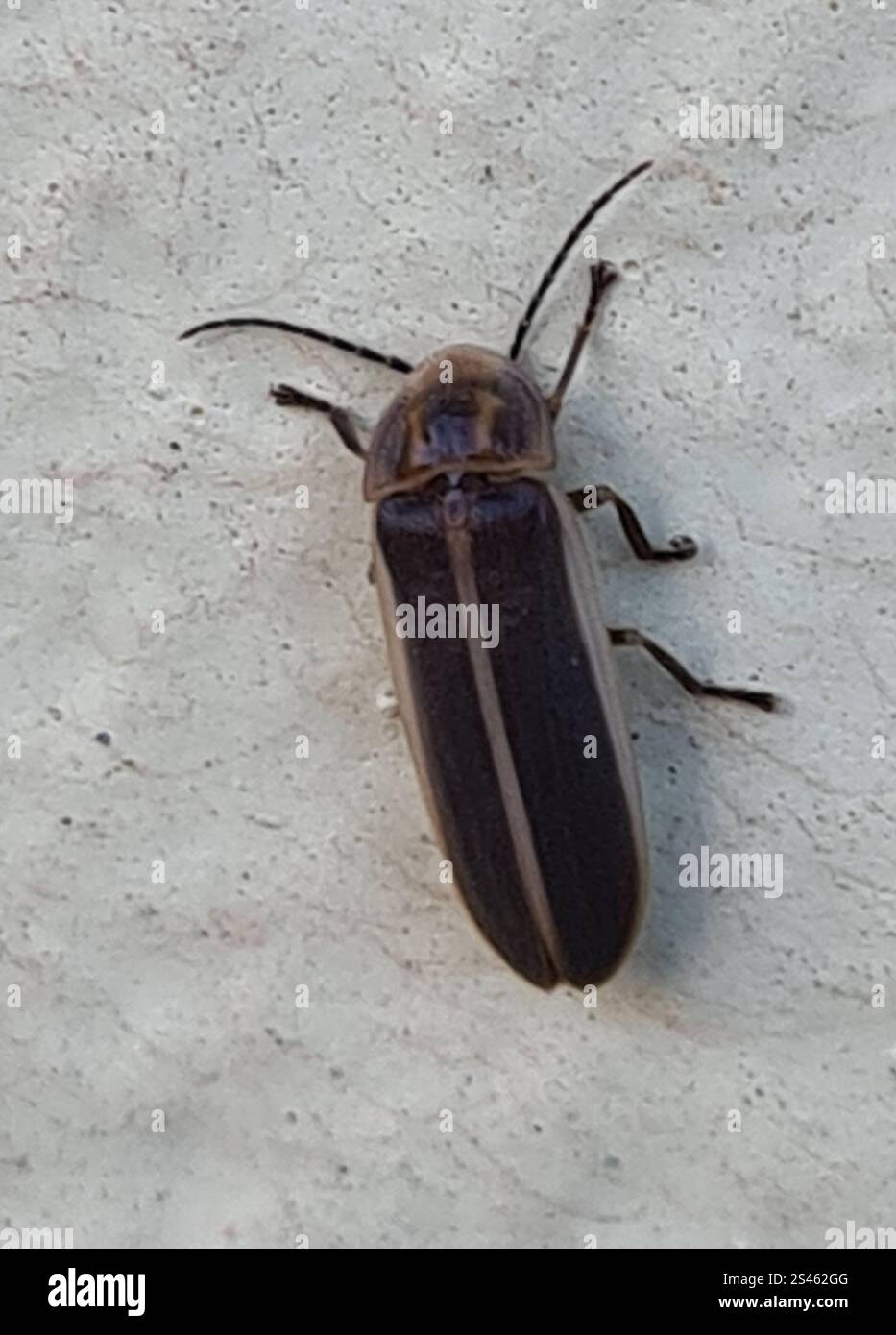typical fireflies (Lampyrinae Stock Photo - Alamy