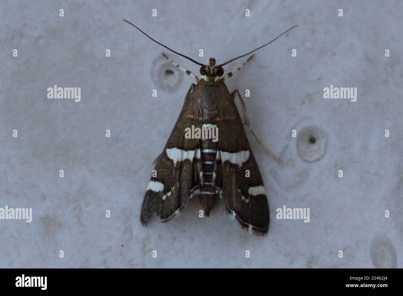 Hawaiian Beet Webworm Moth (Spoladea recurvalis Stock Photo - Alamy