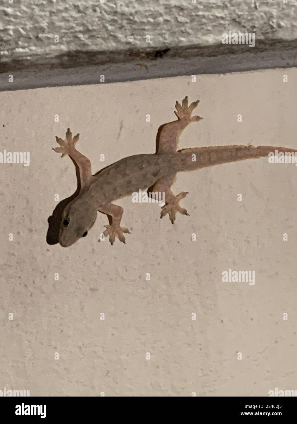 Flat-tailed House Gecko (Hemidactylus platyurus Stock Photo - Alamy