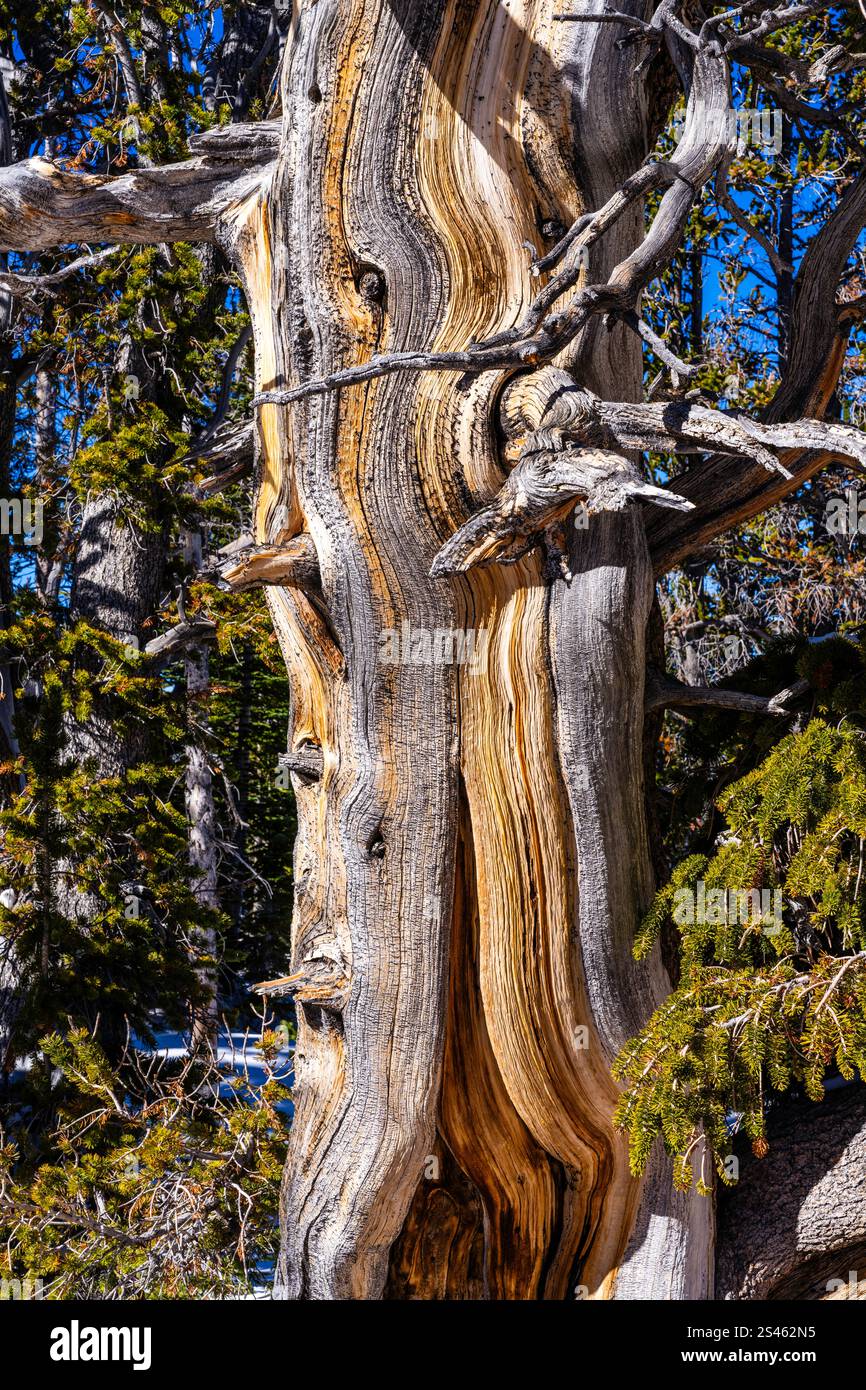 Photograph of Western Bristlecone Pine (Pinus longaeva) near Spectra ...