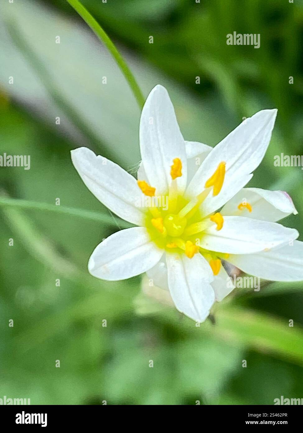 crowpoison (Nothoscordum bivalve Stock Photo - Alamy