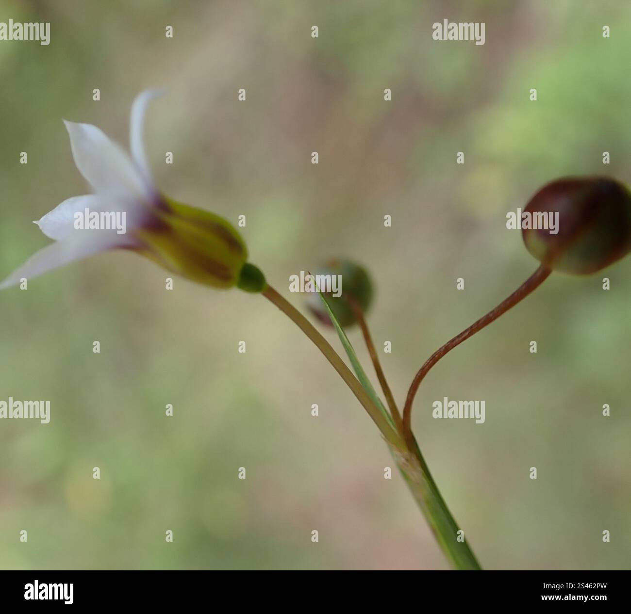 Blue Pigroot (Sisyrinchium micranthum Stock Photo - Alamy