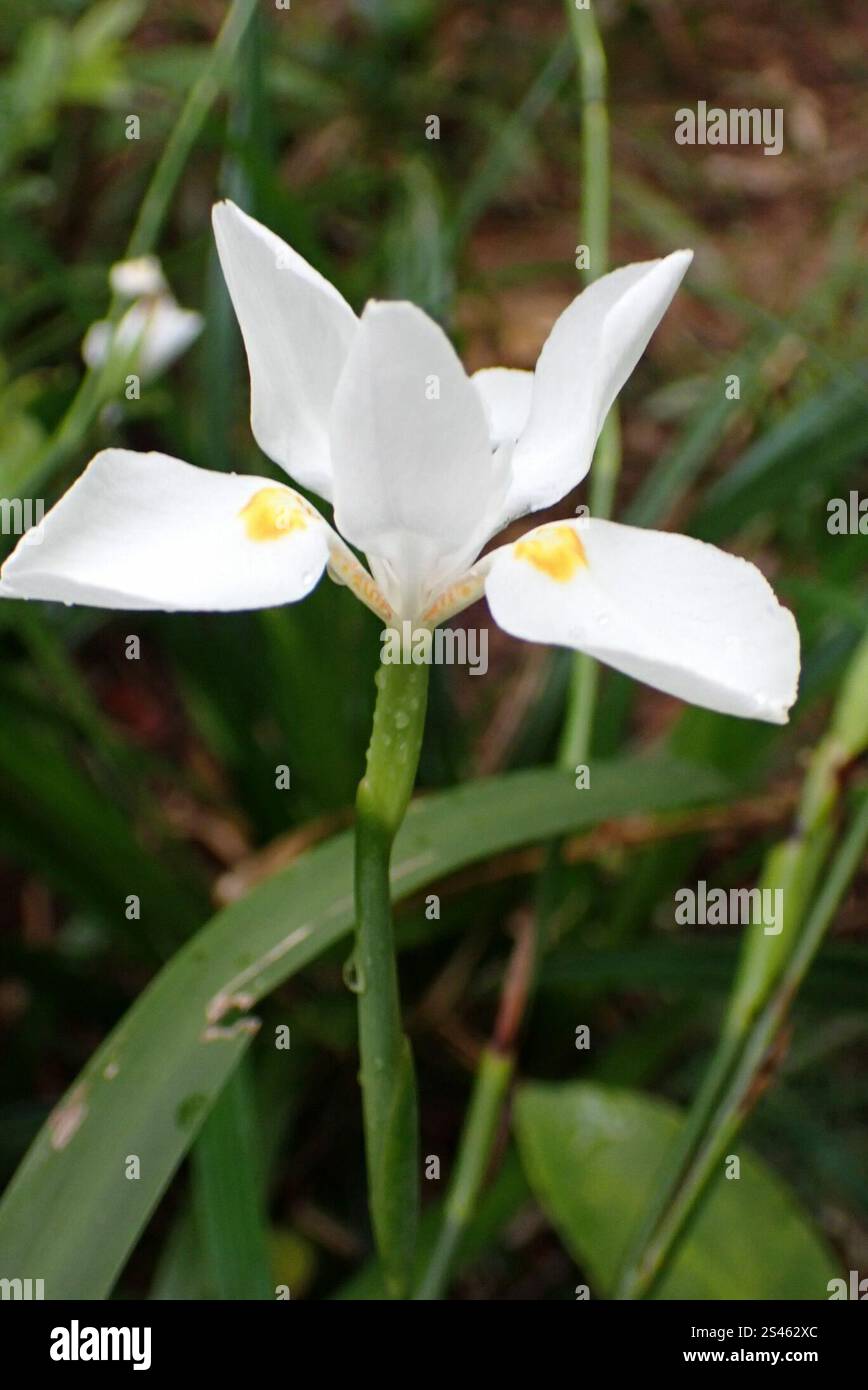 Small Fortnight Lily (Dietes iridioides Stock Photo - Alamy