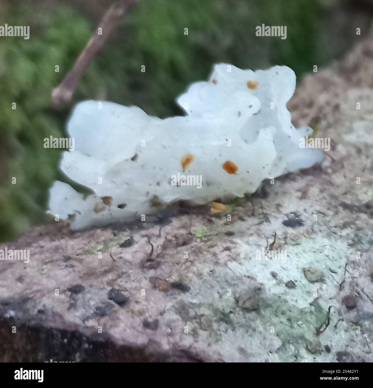 snow fungus (Tremella fuciformis Stock Photo - Alamy