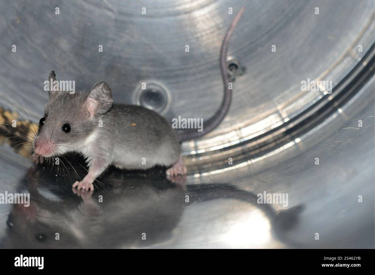 Long-tailed Pouched Rat (Beamys hindei Stock Photo - Alamy