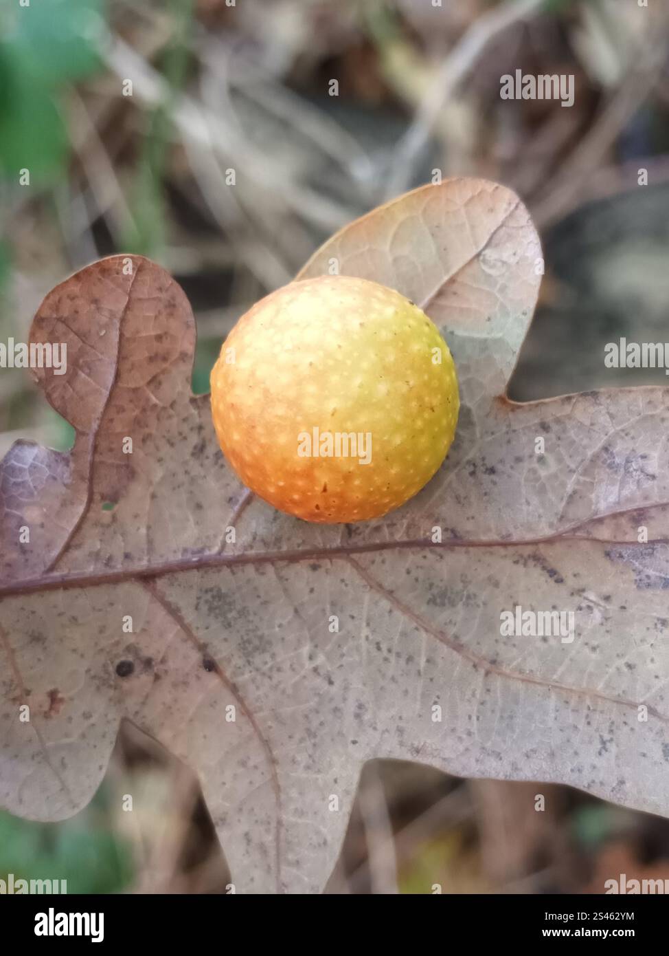 Cherry Gall Wasp (Cynips quercusfolii Stock Photo - Alamy