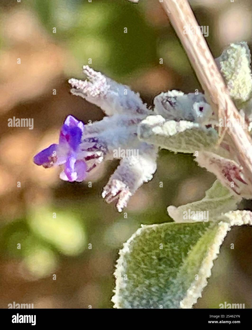 desert lavender (Condea emoryi Stock Photo - Alamy