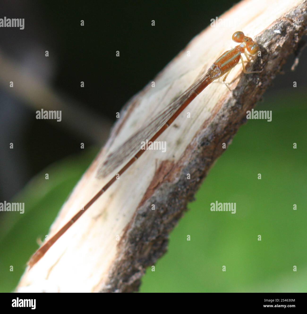 Narrow-winged Damselflies (Coenagrionidae Stock Photo - Alamy