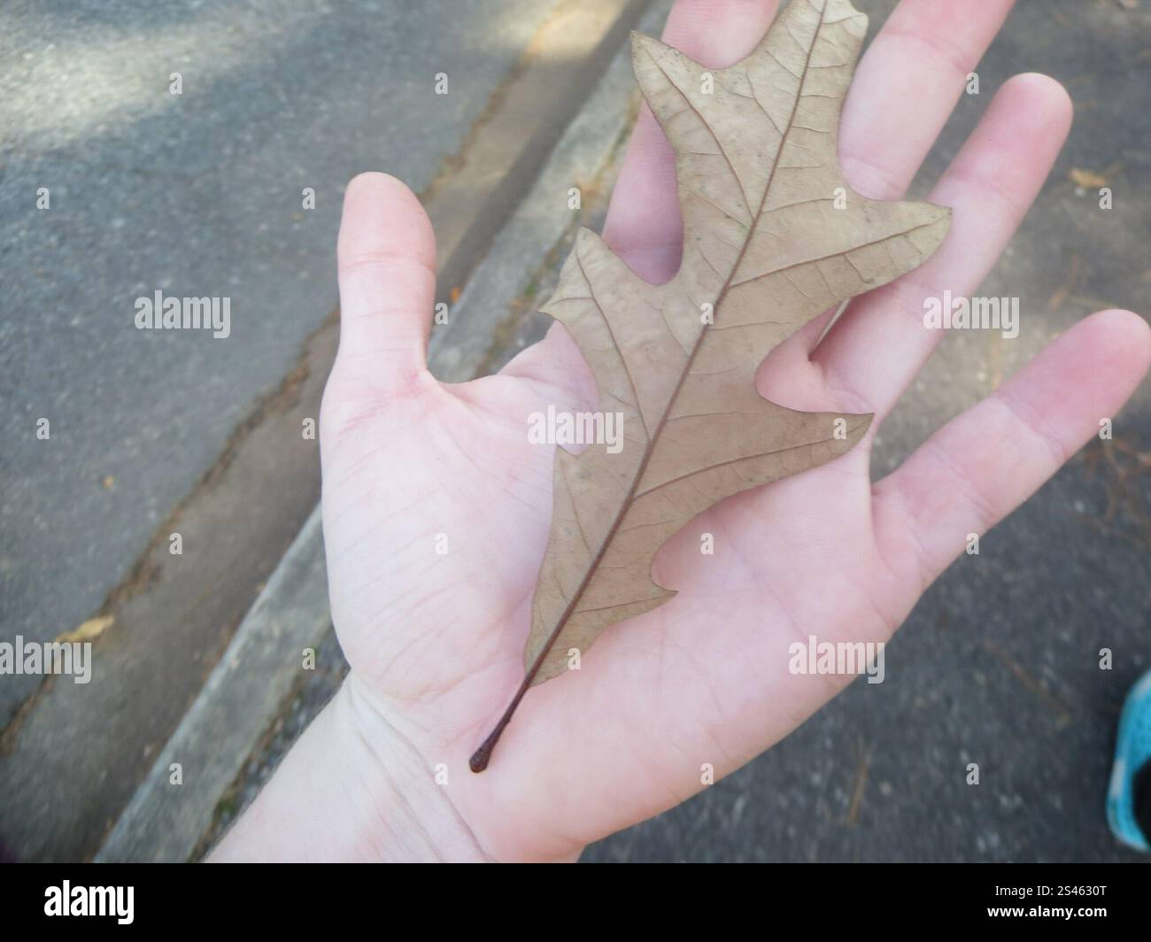 overcup oak (Quercus lyrata Stock Photo - Alamy
