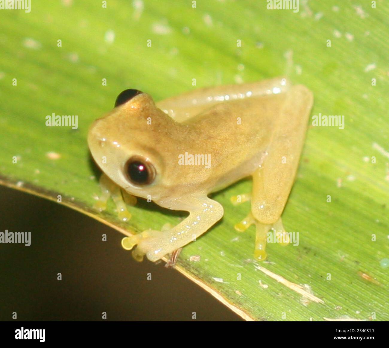 Yellow Tree Frog (Dendropsophus microcephalus Stock Photo - Alamy