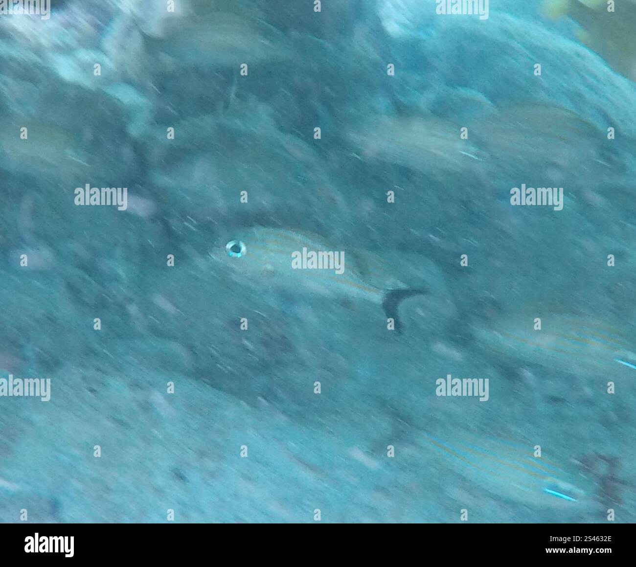 Caesar Grunt (Haemulon carbonarium Stock Photo - Alamy