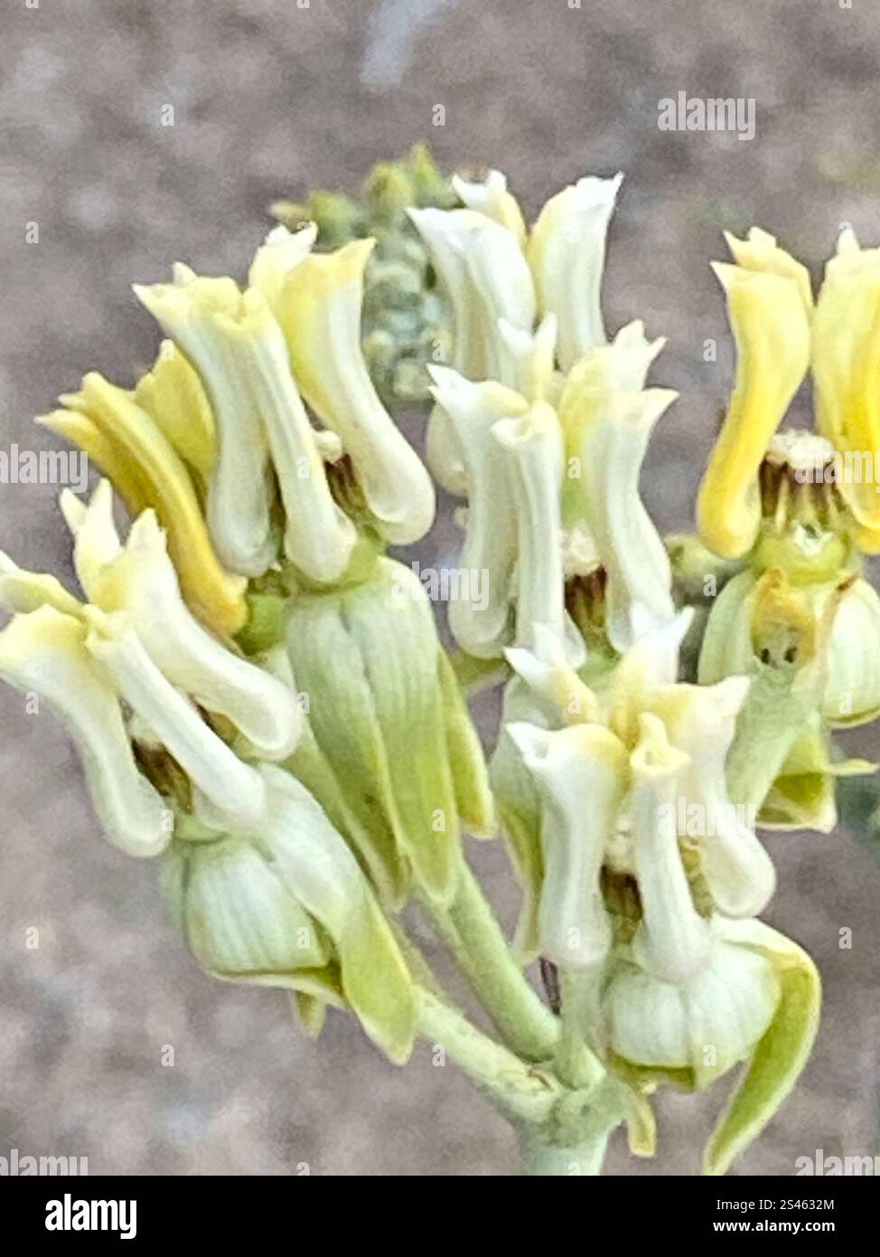 rush milkweed (Asclepias subulata Stock Photo - Alamy