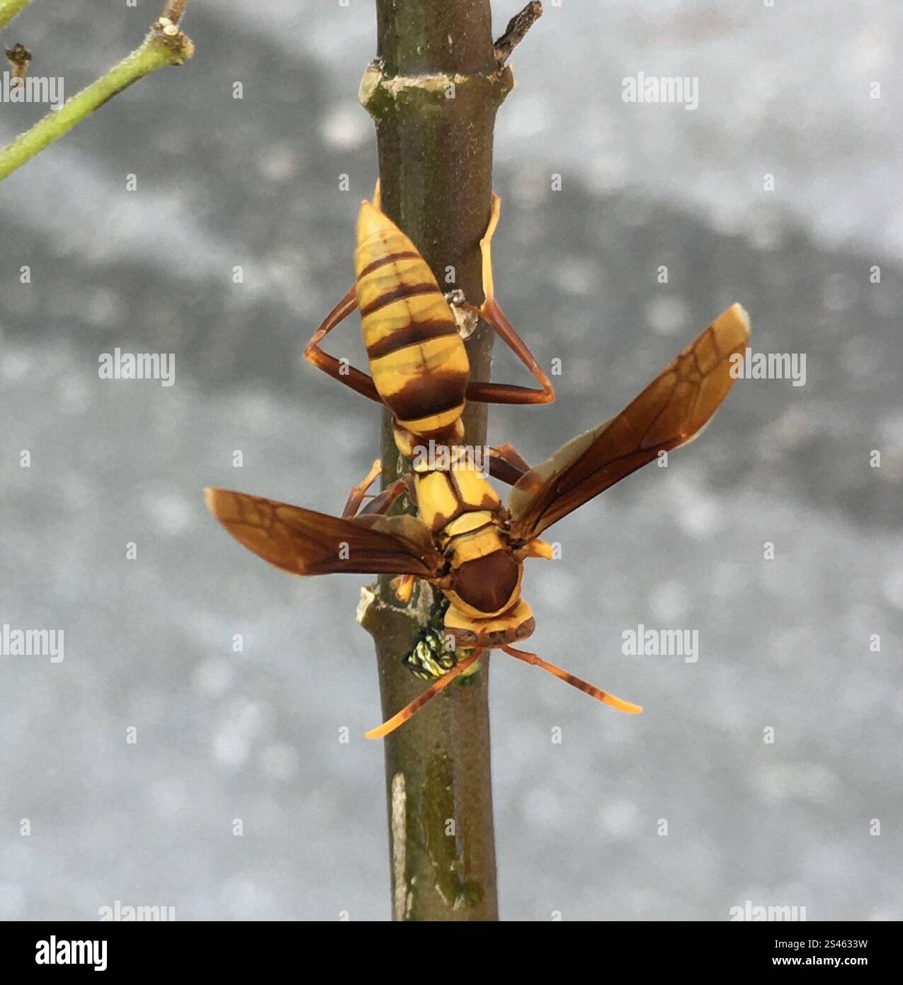 Horse Paper Wasp (Polistes major Stock Photo - Alamy