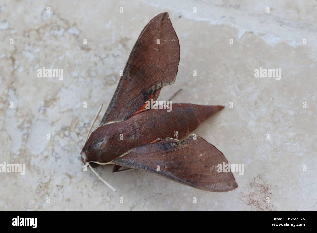 Scrofa hawk moth hi-res stock photography and images - Alamy