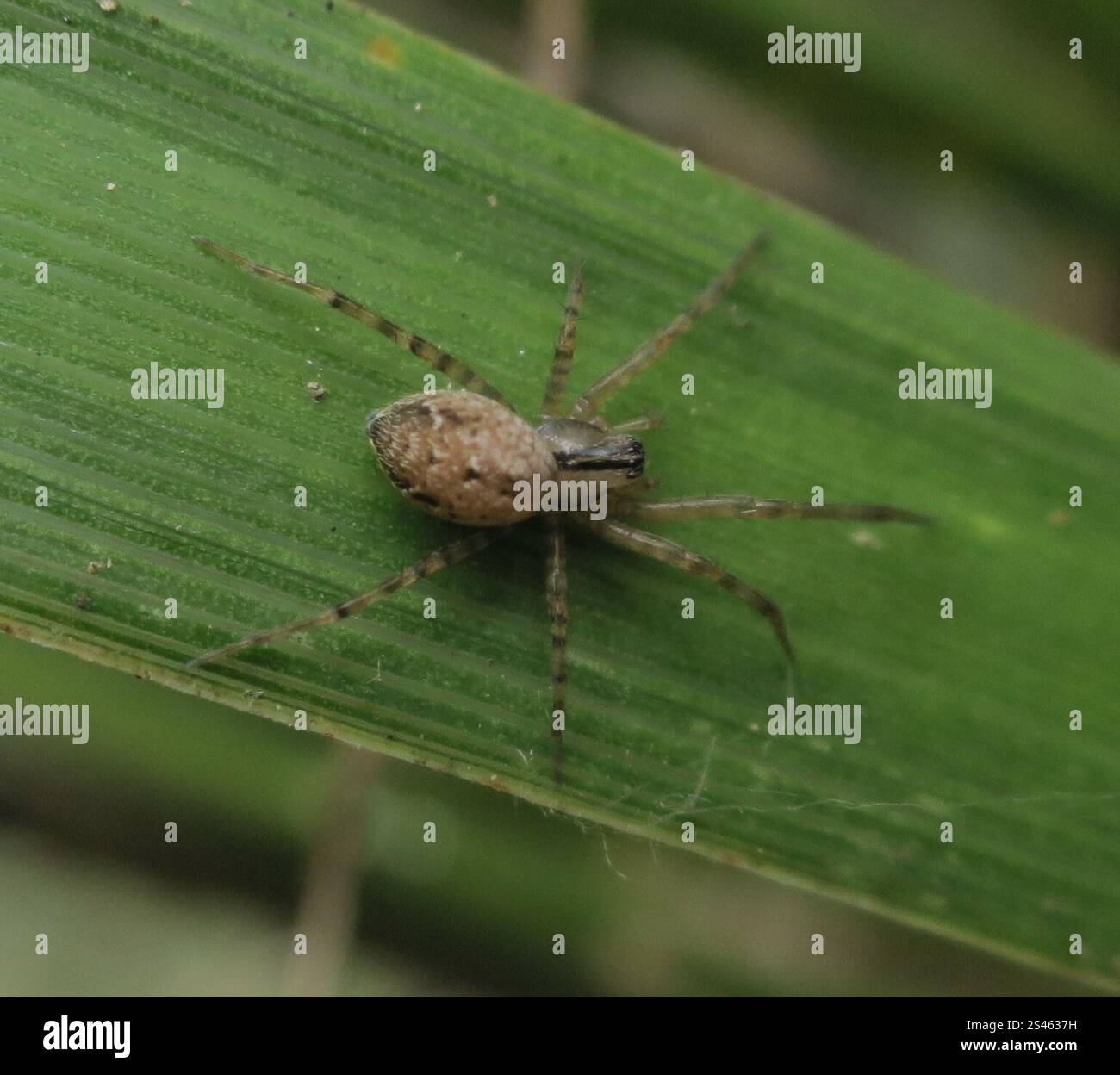Sheetweb Spiders (Cambridgea Stock Photo - Alamy
