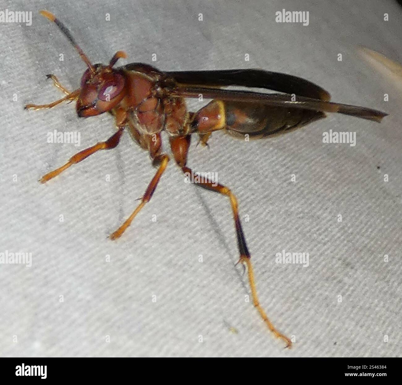 Ringed Paper Wasp (Polistes annularis Stock Photo - Alamy