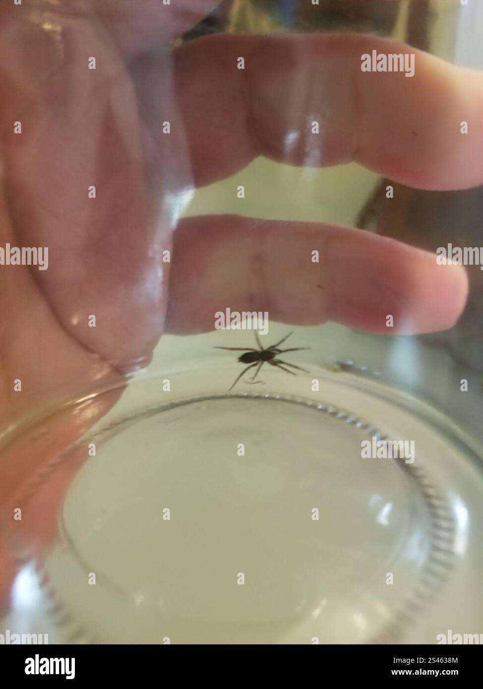 Typical Spiders (Araneomorphae Stock Photo - Alamy