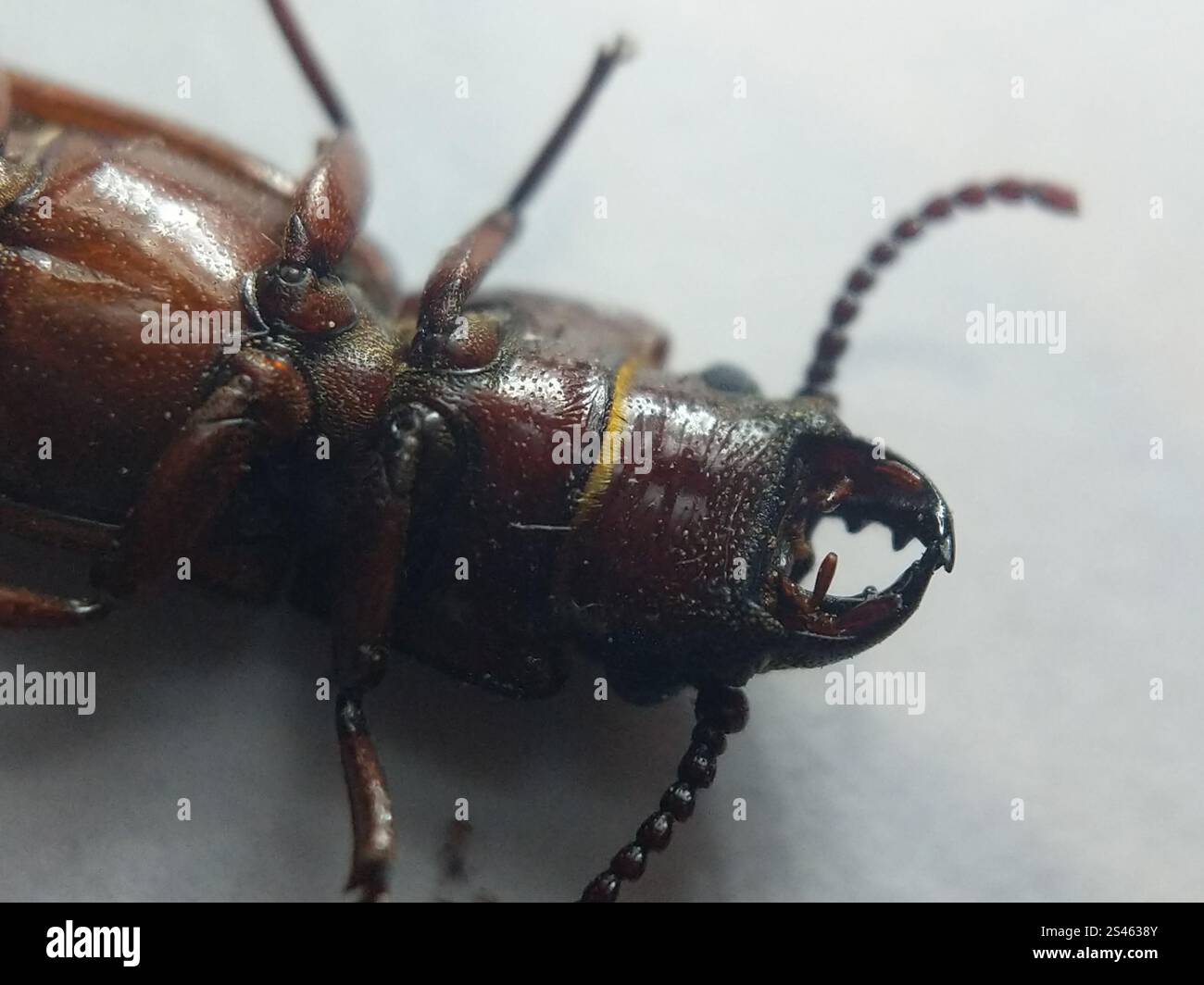 Pole Borer (Neandra brunnea Stock Photo - Alamy