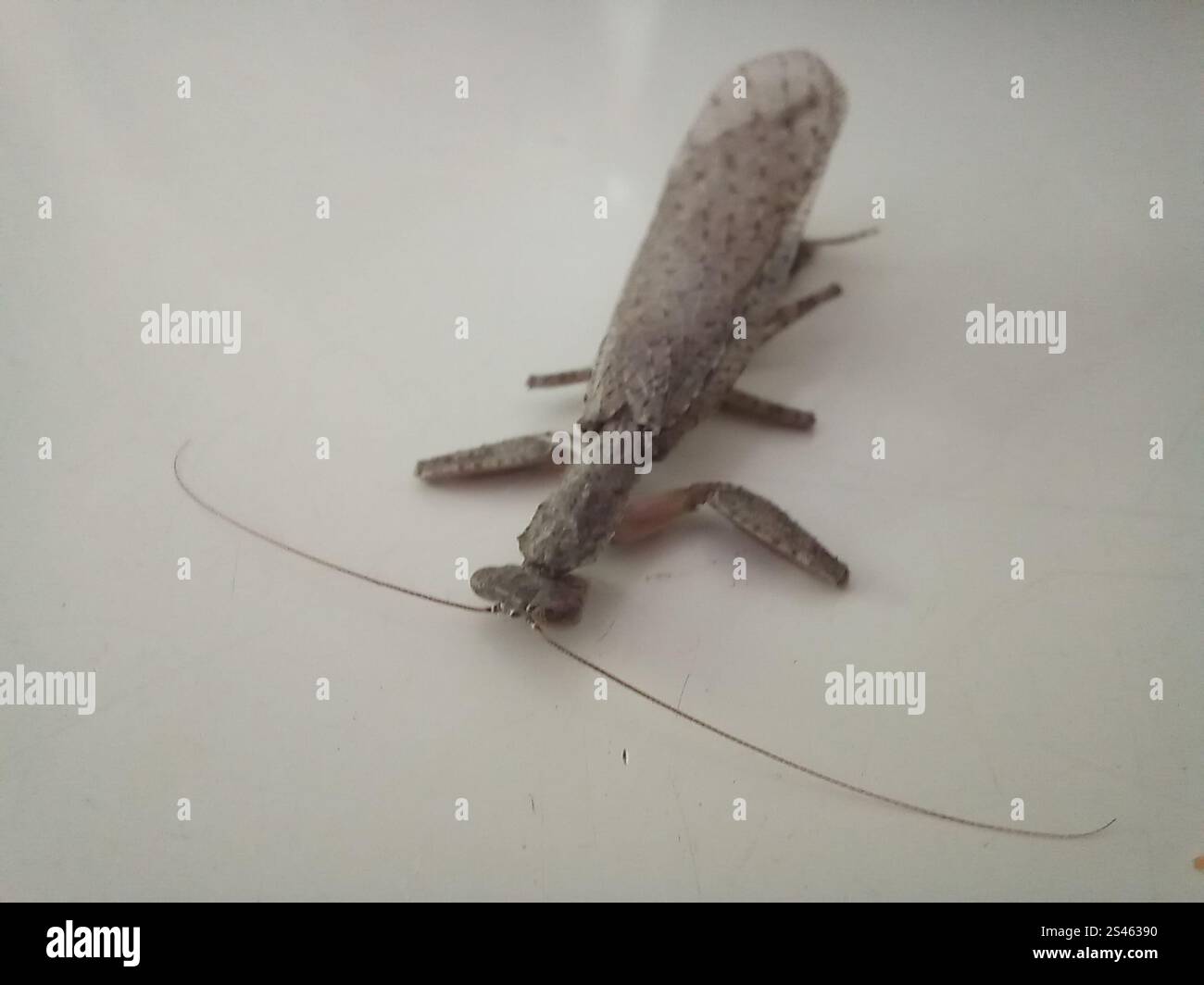 Bark mantid hi-res stock photography and images - Alamy