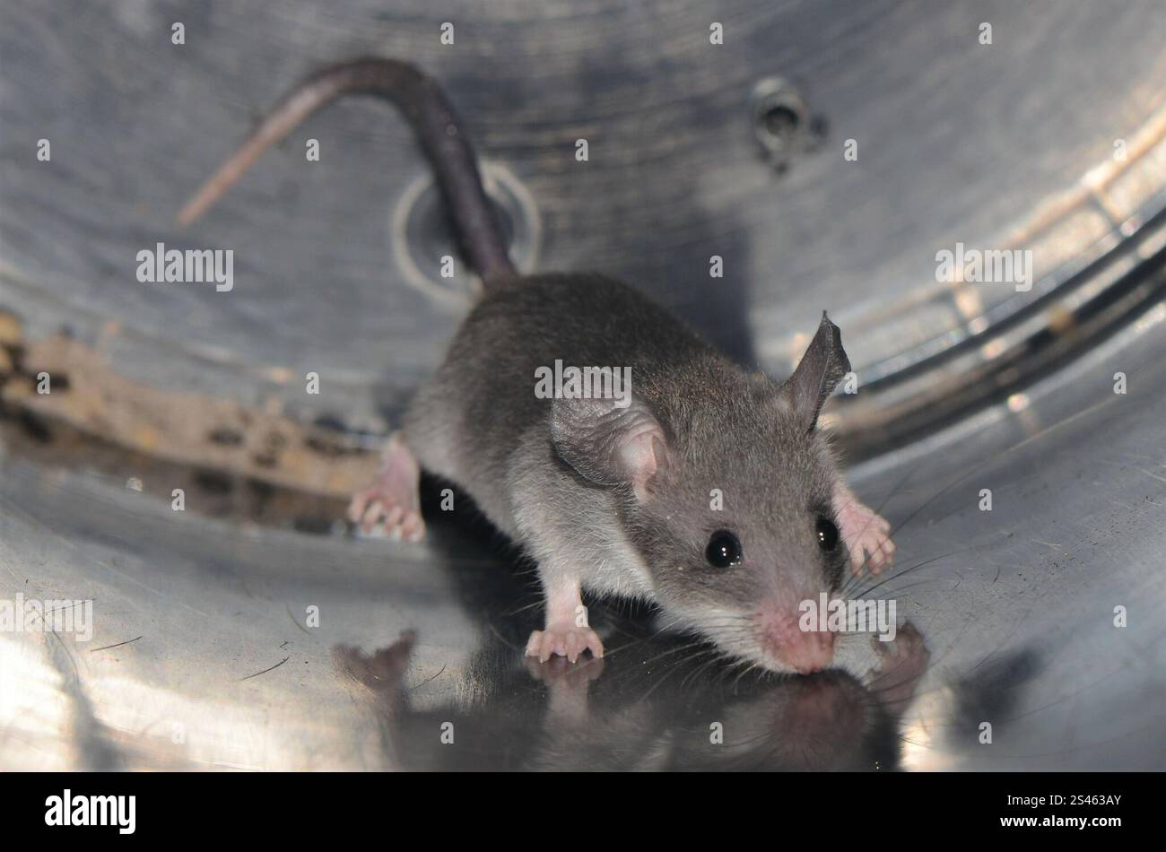 Long-tailed Pouched Rat (Beamys hindei Stock Photo - Alamy