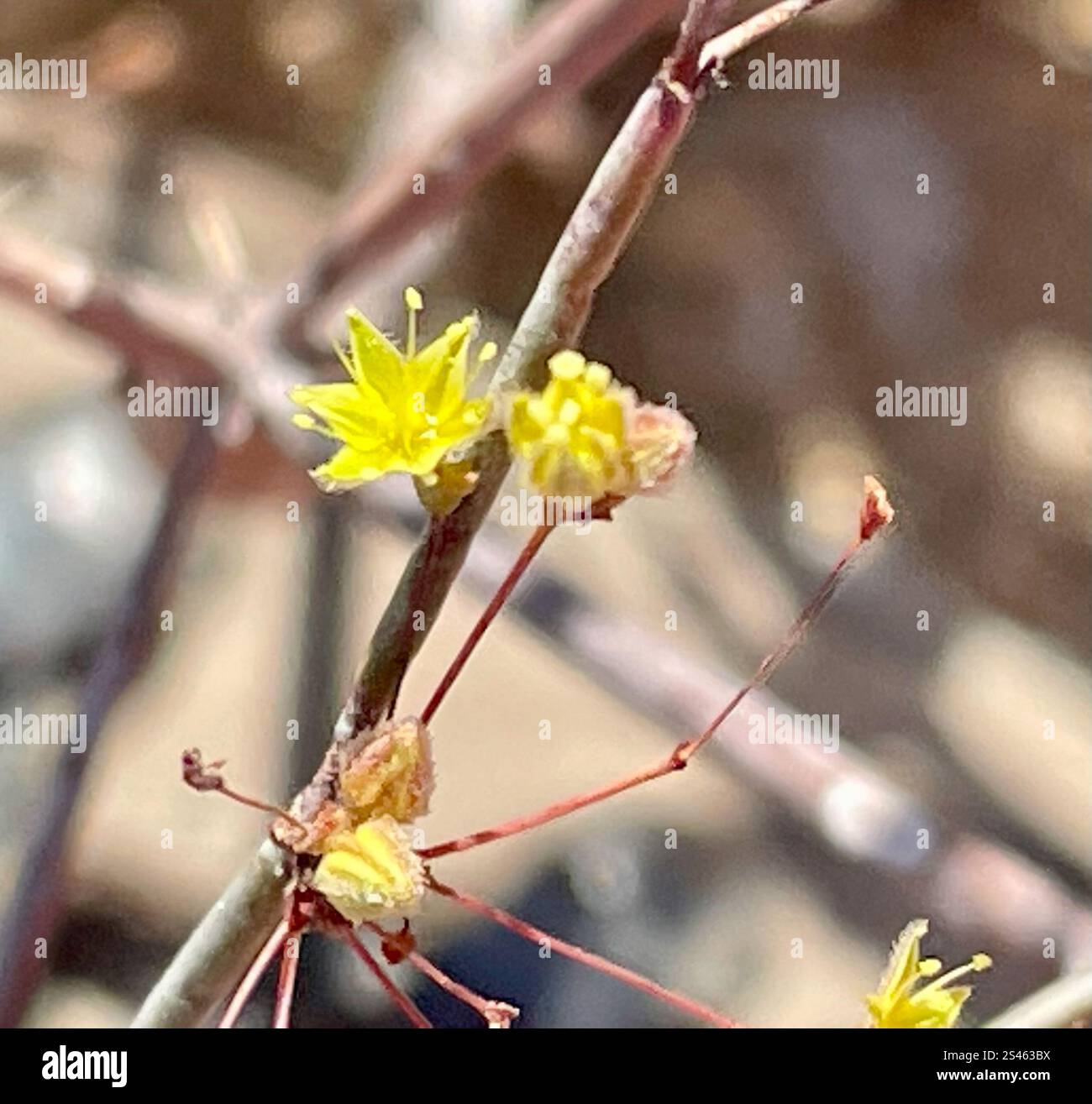 Desert Trumpet (Eriogonum inflatum Stock Photo - Alamy