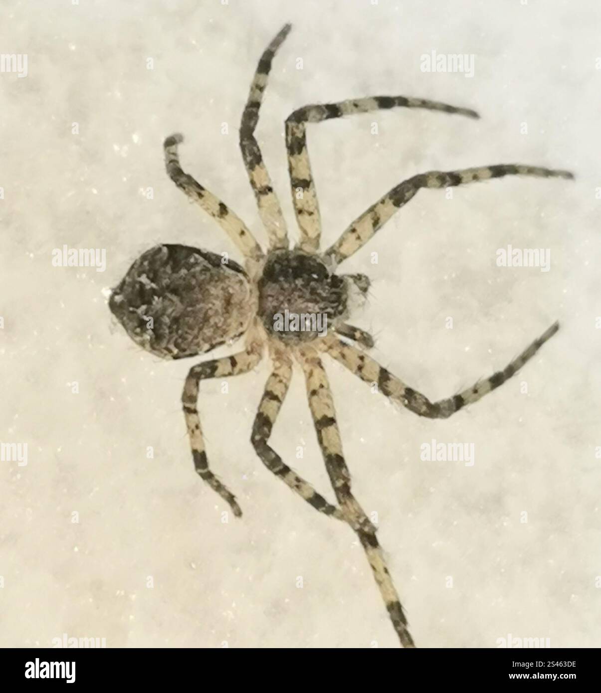 Lichen Running Spider (Philodromus margaritatus Stock Photo - Alamy