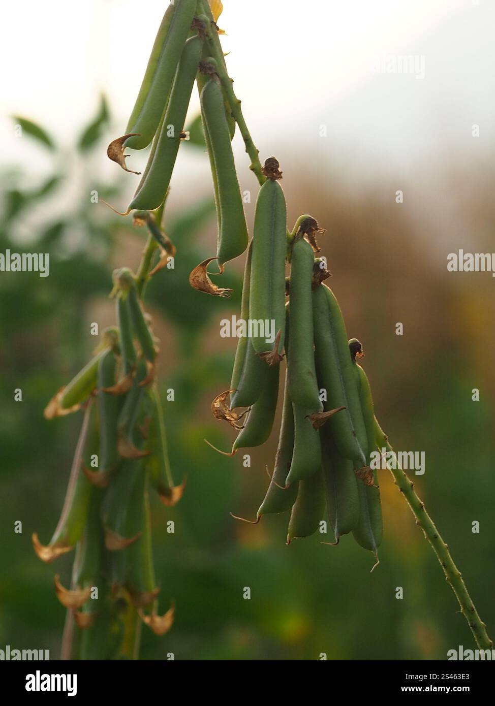 Streaked Rattlepod (Crotalaria pallida Stock Photo - Alamy