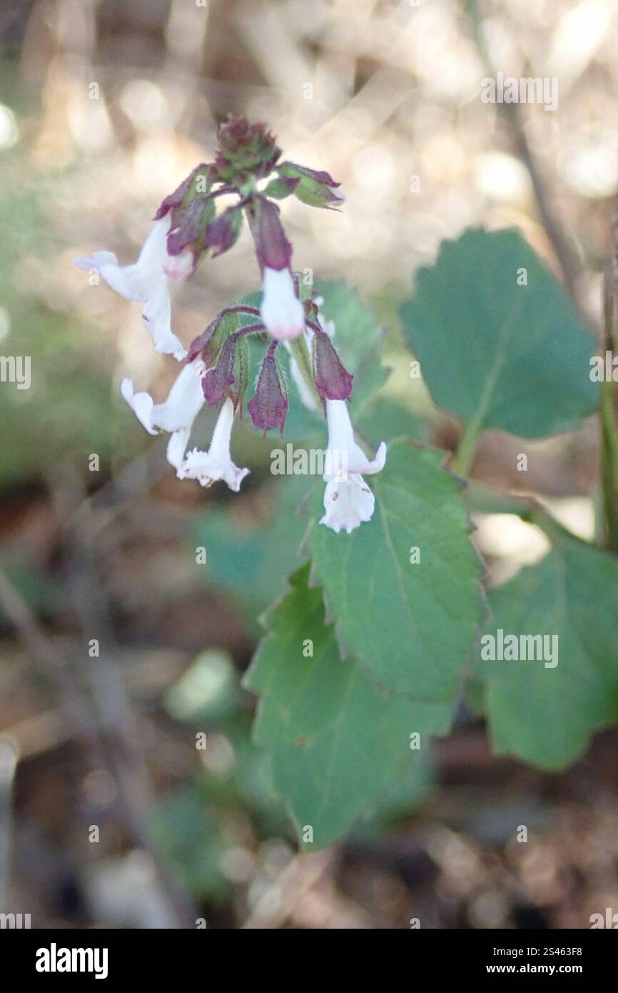 Piccadill (Orthosiphon suffrutescens Stock Photo - Alamy