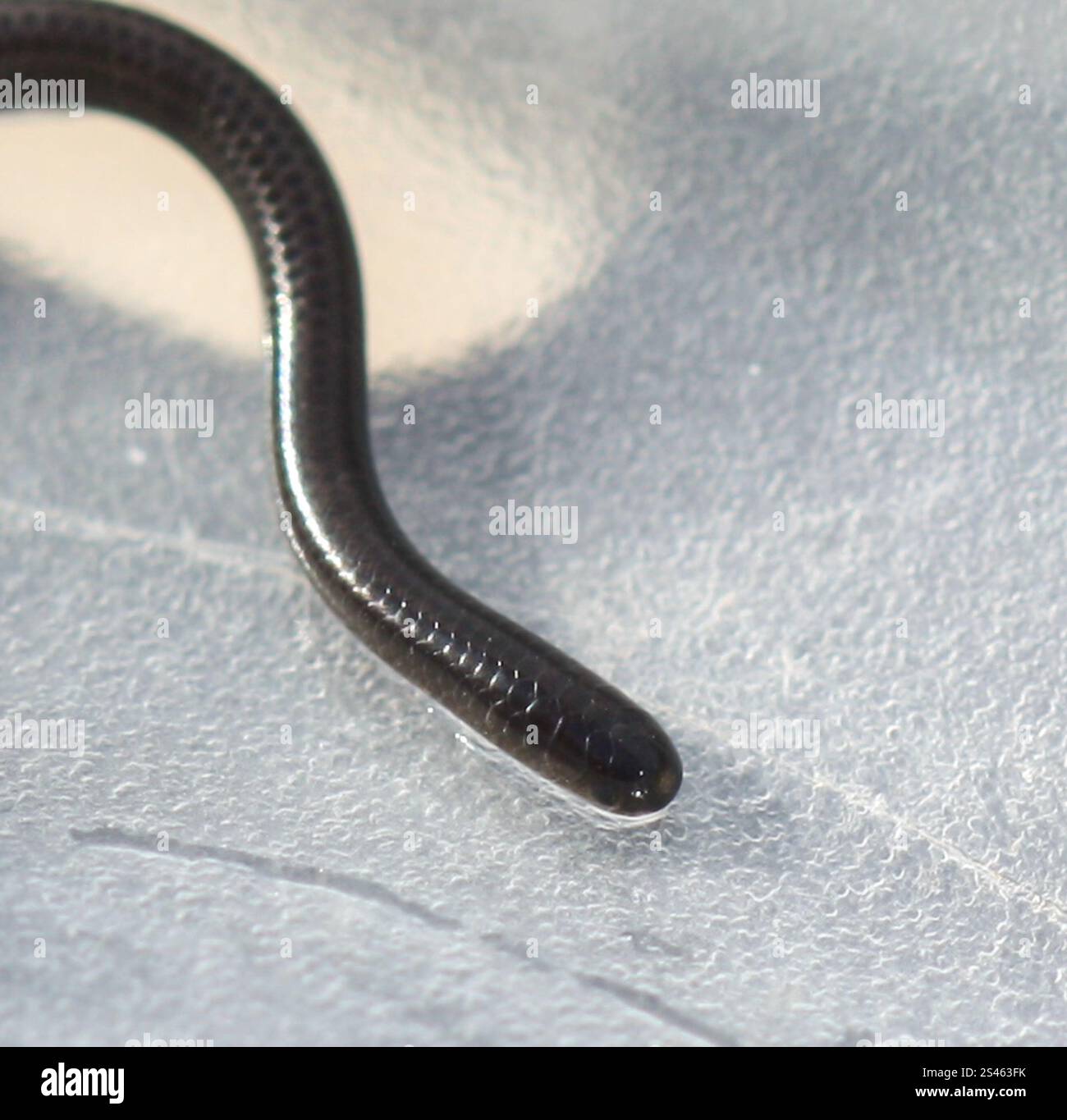 Taylor's Blind Snake (Epictia ater Stock Photo - Alamy
