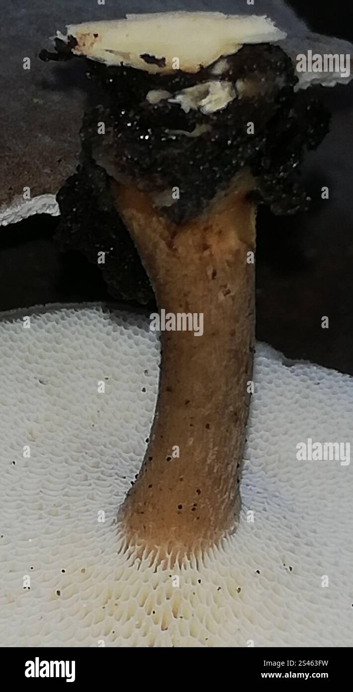Winter polypore (Lentinus brumalis Stock Photo - Alamy