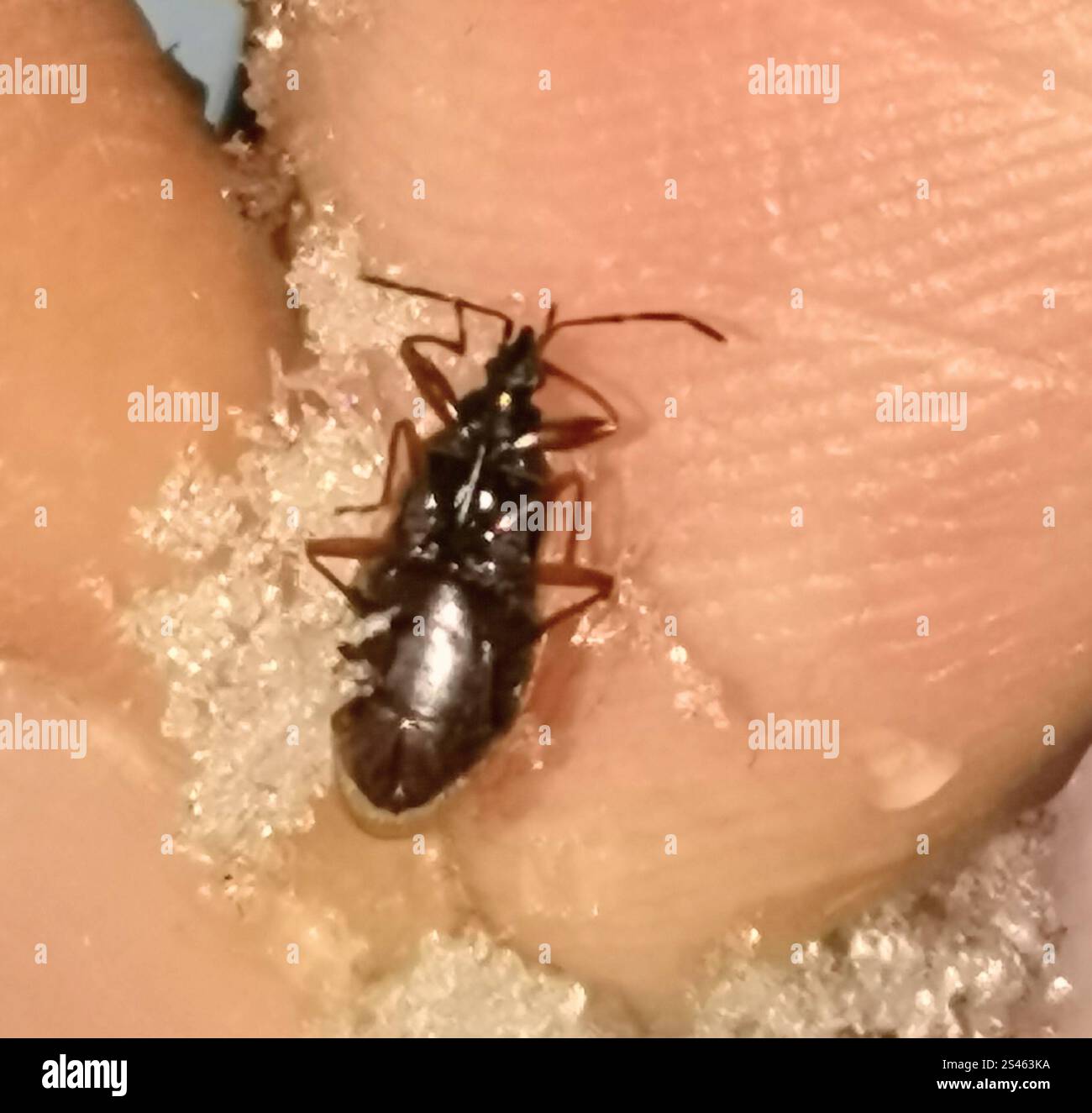 True Bugs (Heteroptera Stock Photo - Alamy