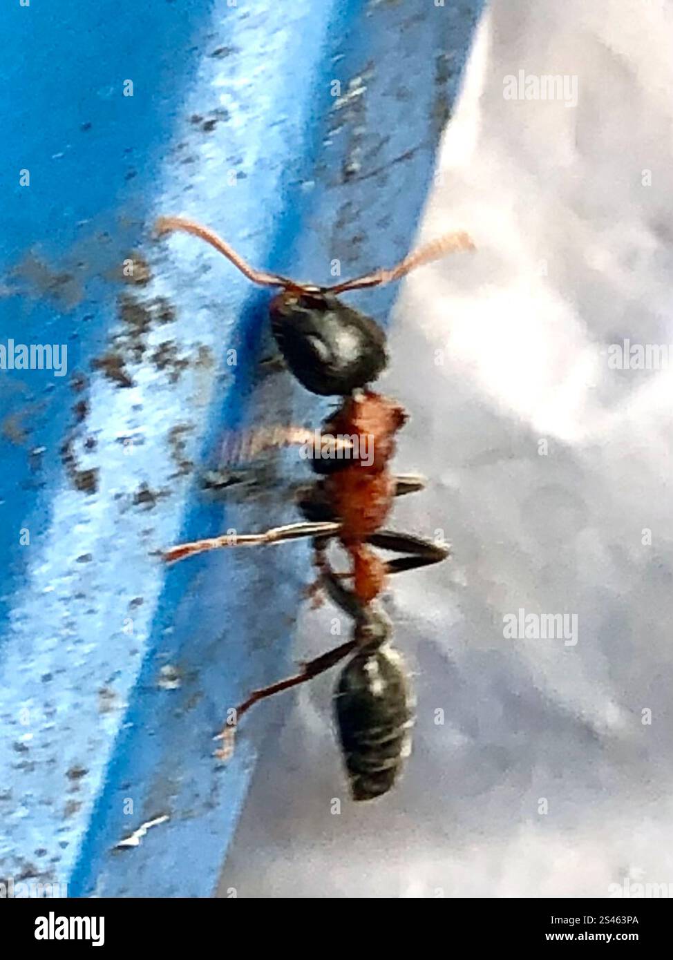 Arboreal Bicolored Slender Ant (Tetraponera rufonigra Stock Photo - Alamy