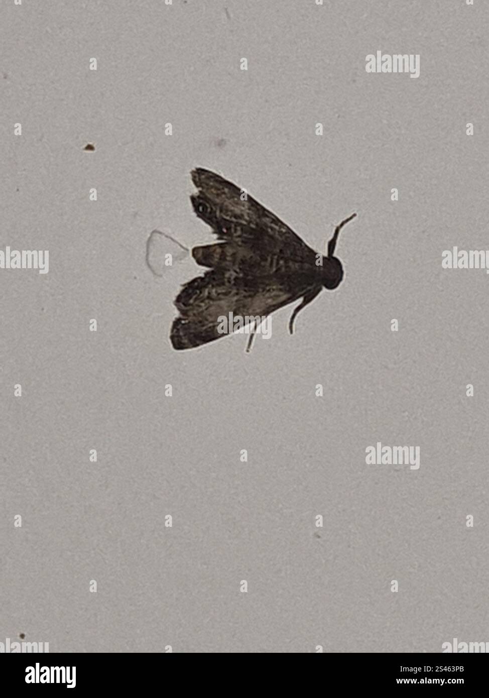 Owlet Moths and Allies (Noctuoidea Stock Photo - Alamy