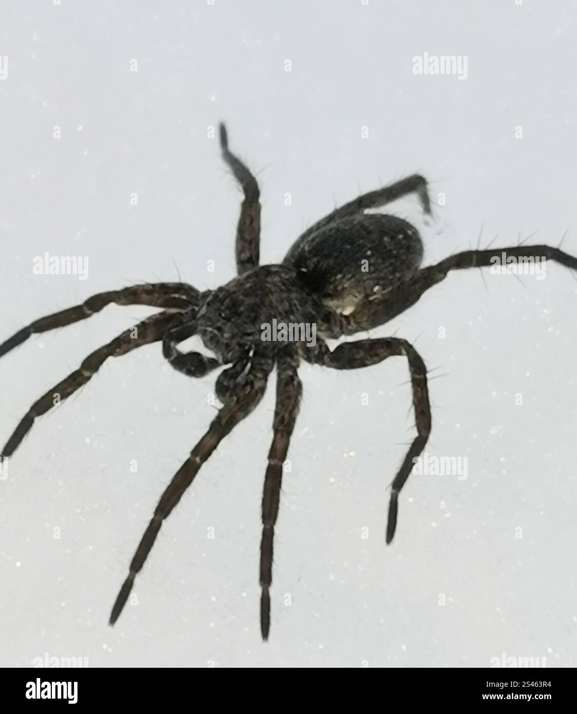 Thin-legged Wolf Spiders (Pardosa Stock Photo - Alamy