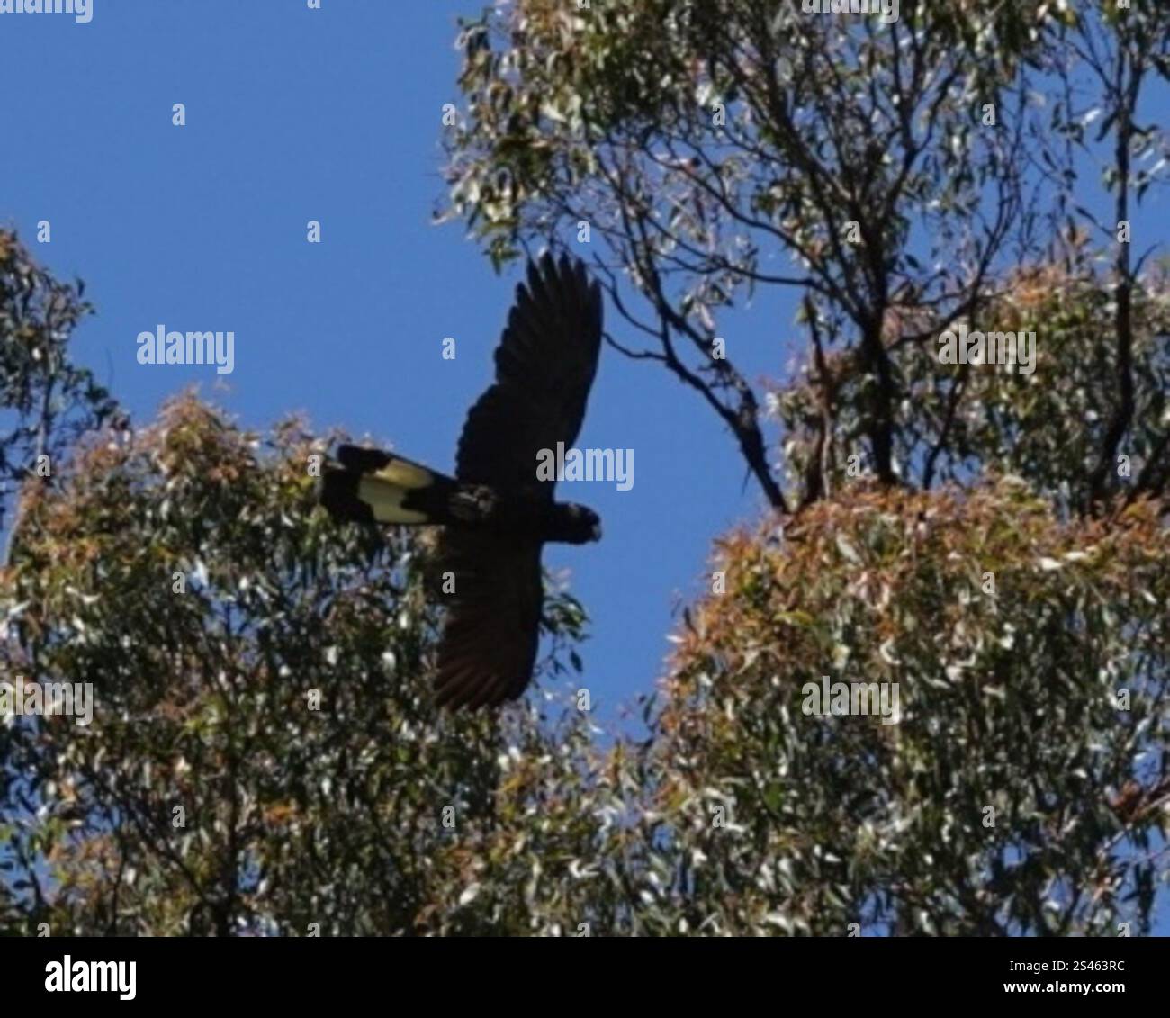 Yellow-tailed Black Cockatoo (Zanda funerea Stock Photo - Alamy