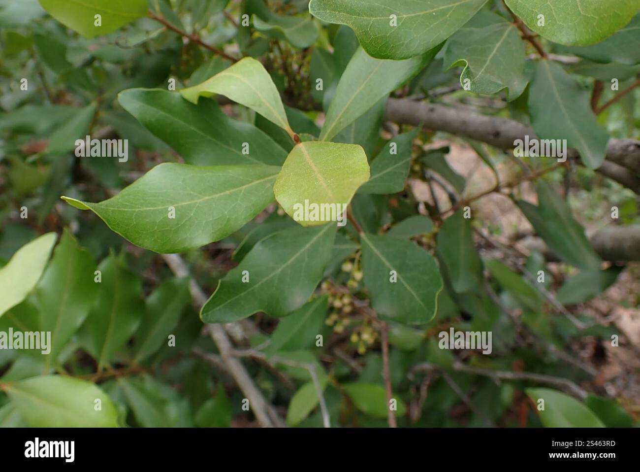 Blue Gwarrie (Euclea crispa Stock Photo - Alamy