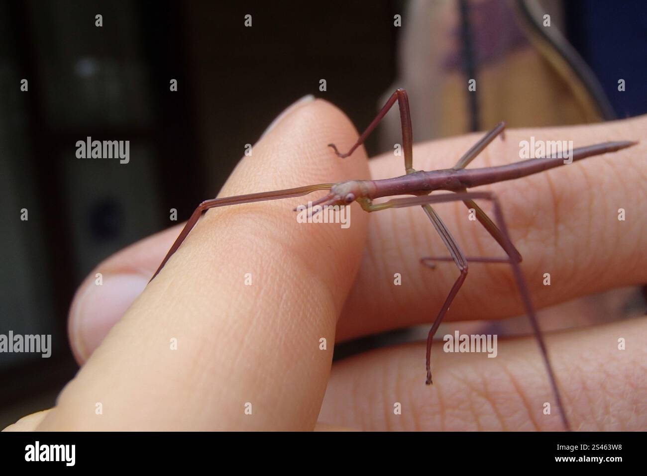 Spur Legged Phasmid (Didymuria violescens Stock Photo - Alamy