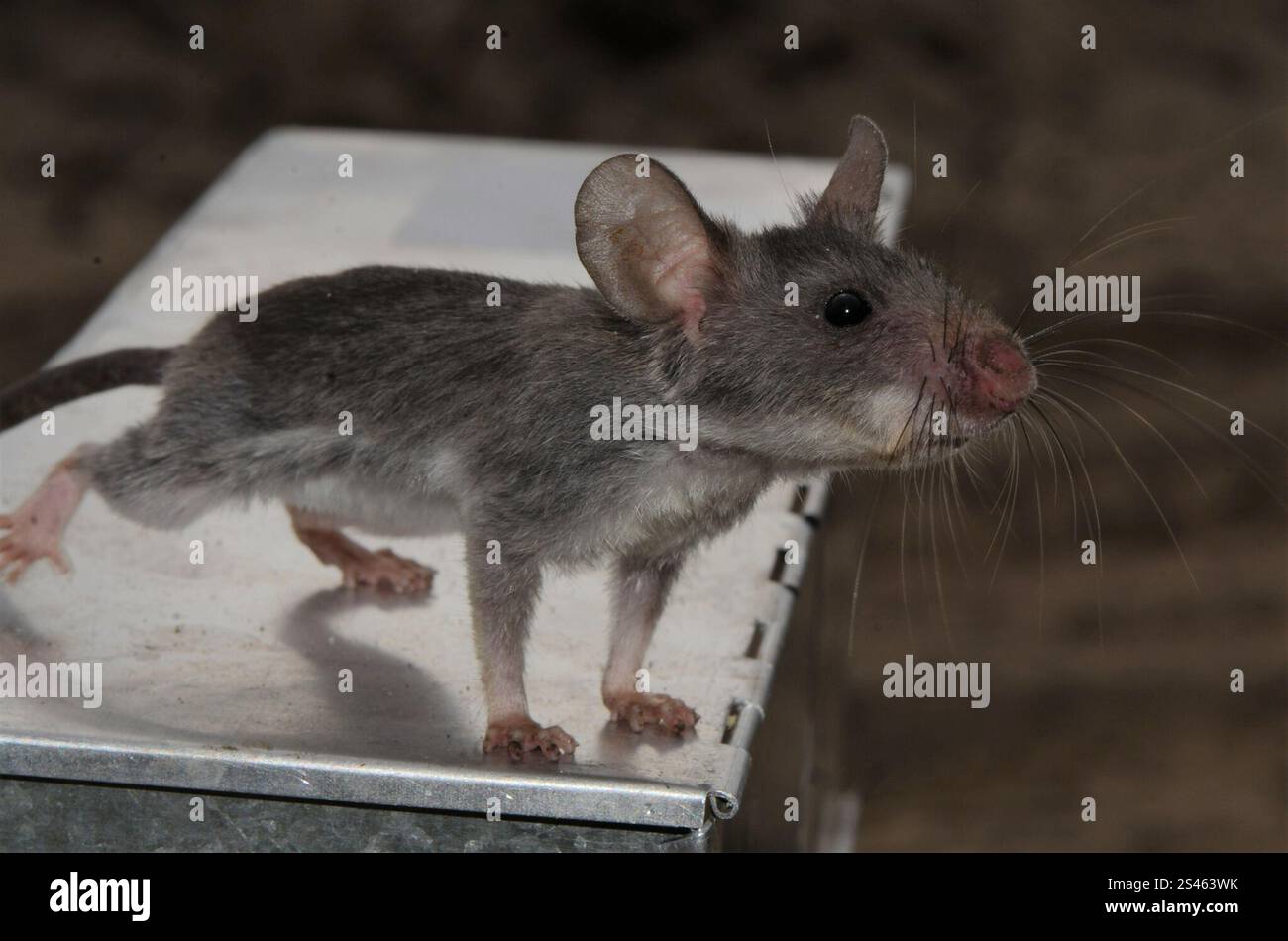 Long-tailed Pouched Rat (Beamys hindei Stock Photo - Alamy